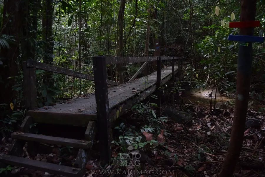 Santubong Jungle Trek trail, the perfect loop hike for noobs • KajoMag