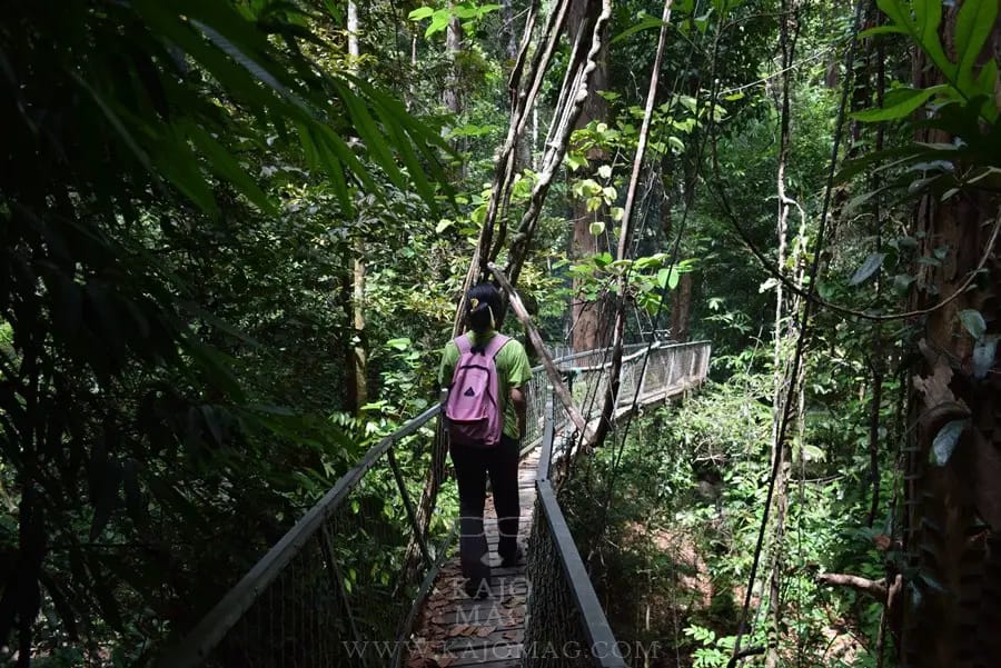 Santubong Jungle Trek trail, the perfect loop hike for noobs • KajoMag